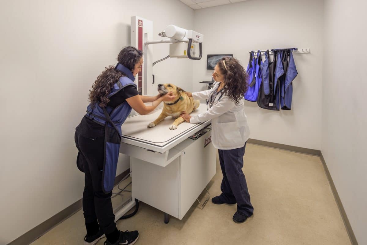 Animal Hospital Tour in Buda | Buda Vet Care